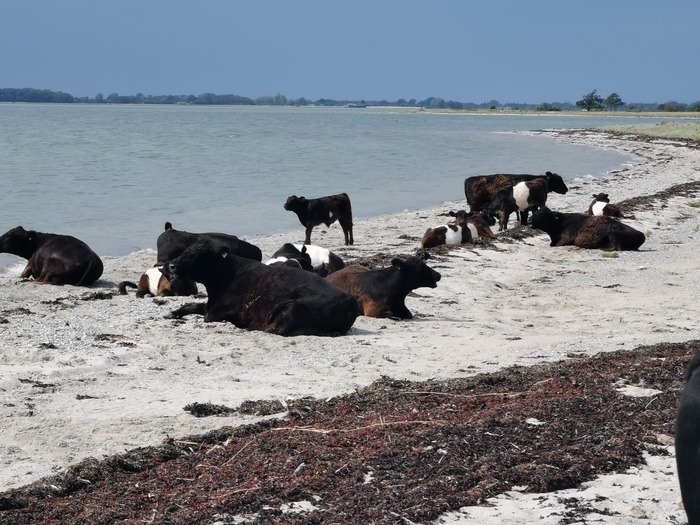 Dánsko - ostrov Fyn a Kodaň